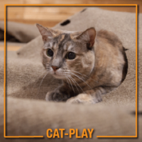 Product – The Ripple Rug